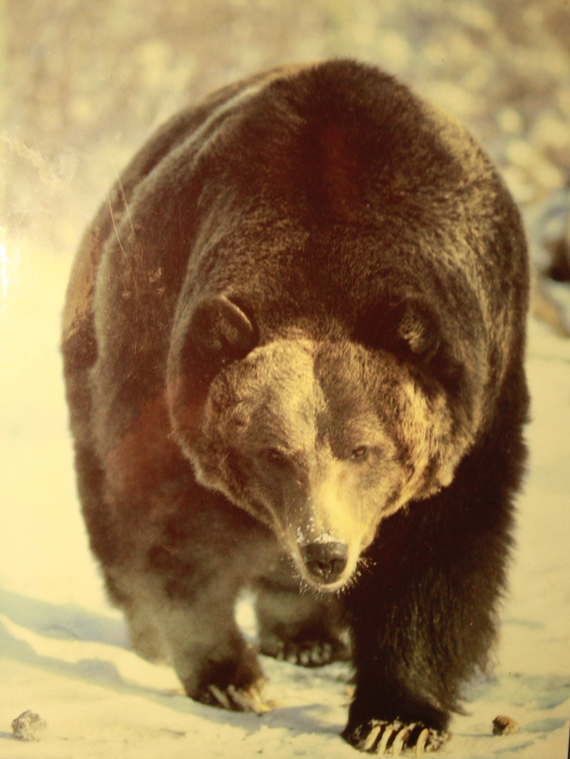 mother-bear – Return to Mago E-Magazine (RTME)